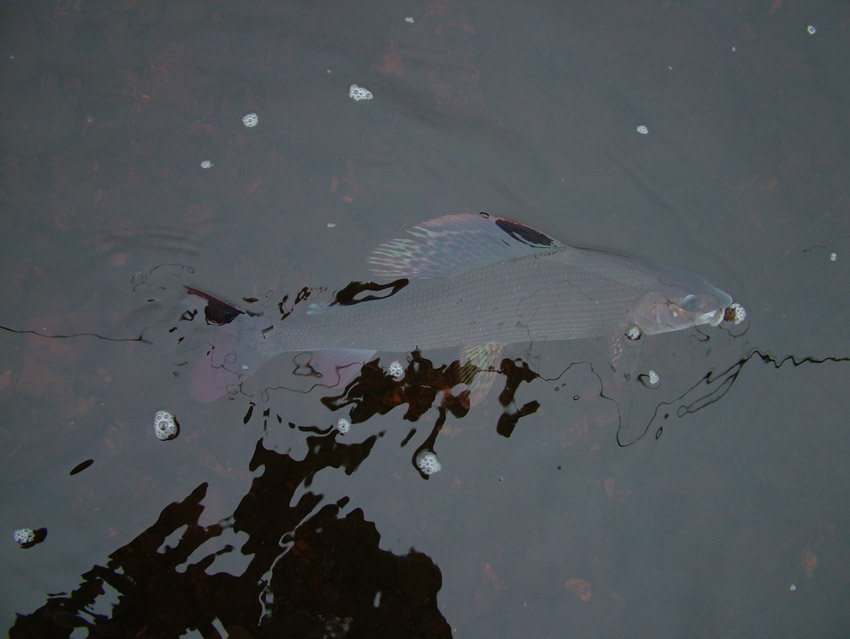 Chavanga Fish Blog: November 2010