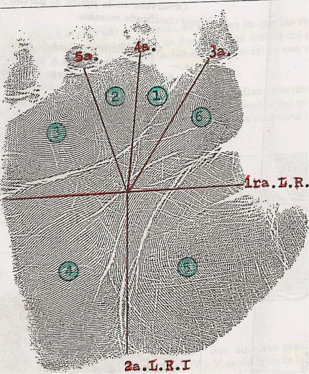 Identidad Humana: Palametoscopia