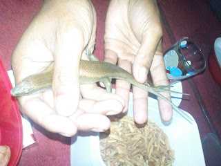 Mistik 101: Mengkarung Ekor Cabang 3