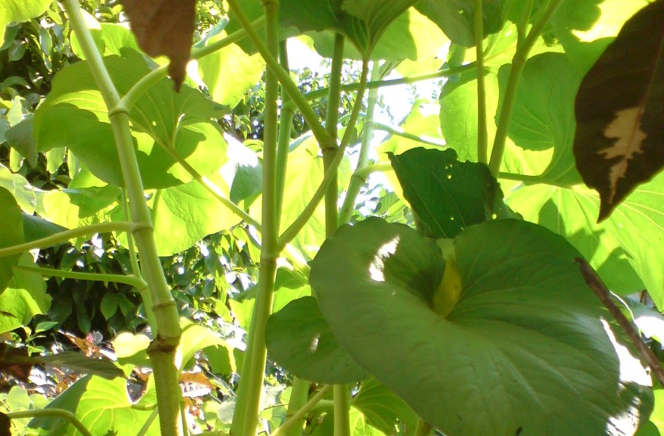 Mi jardincito/huertito: Hoja de Santa María