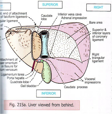 Liver- Ultrasonography: May 2009