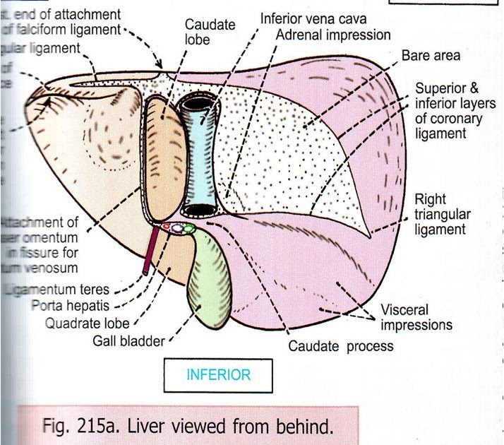 Liver- Ultrasonography