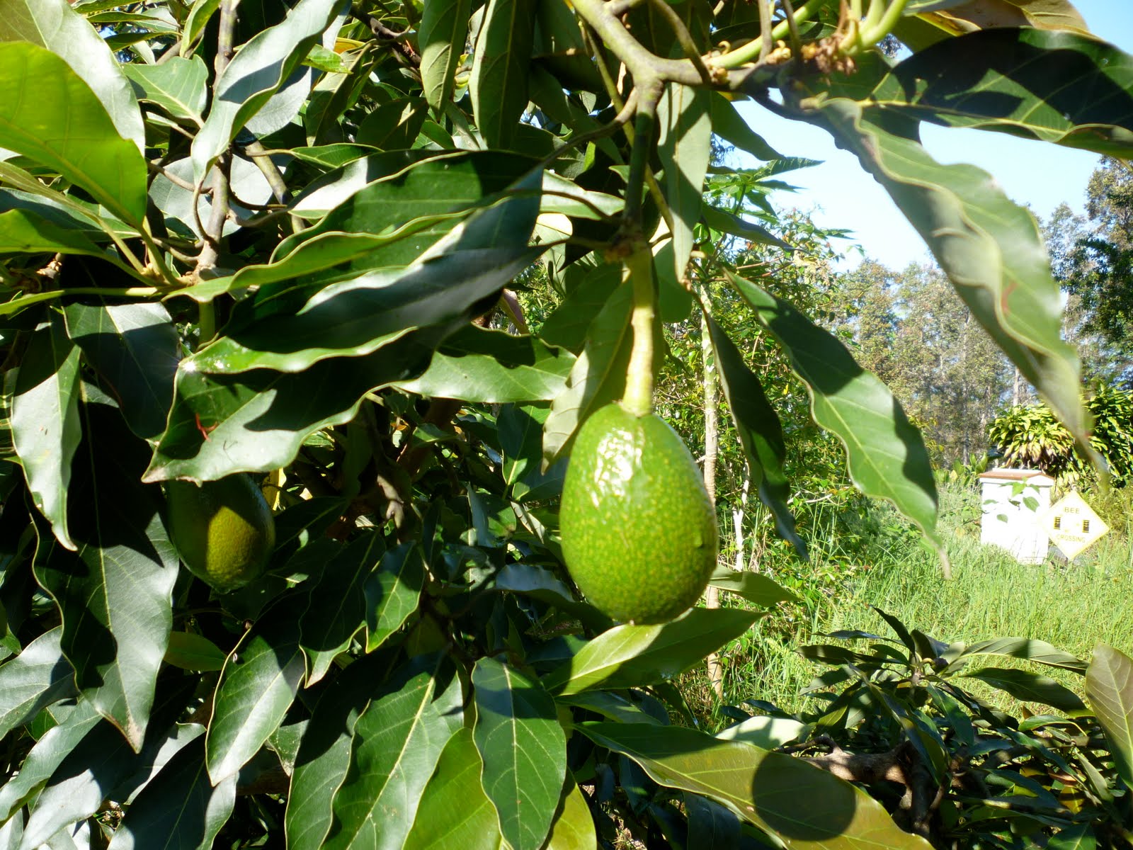 International Tree Society