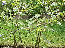 Jammu and Kashmir Medicinal Plants Introduction Centre: Belladonna ...
