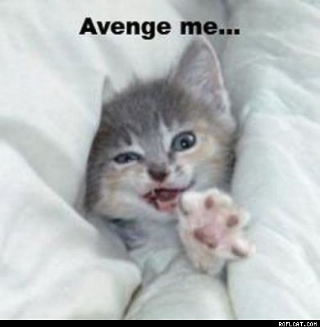 Appaloosy Dreams: Funny Cat Pictures----