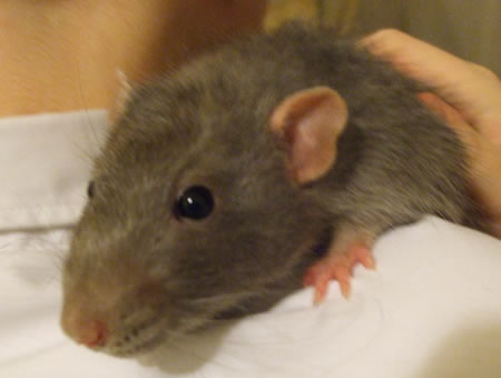 Dumbo Rats UK: The Boys