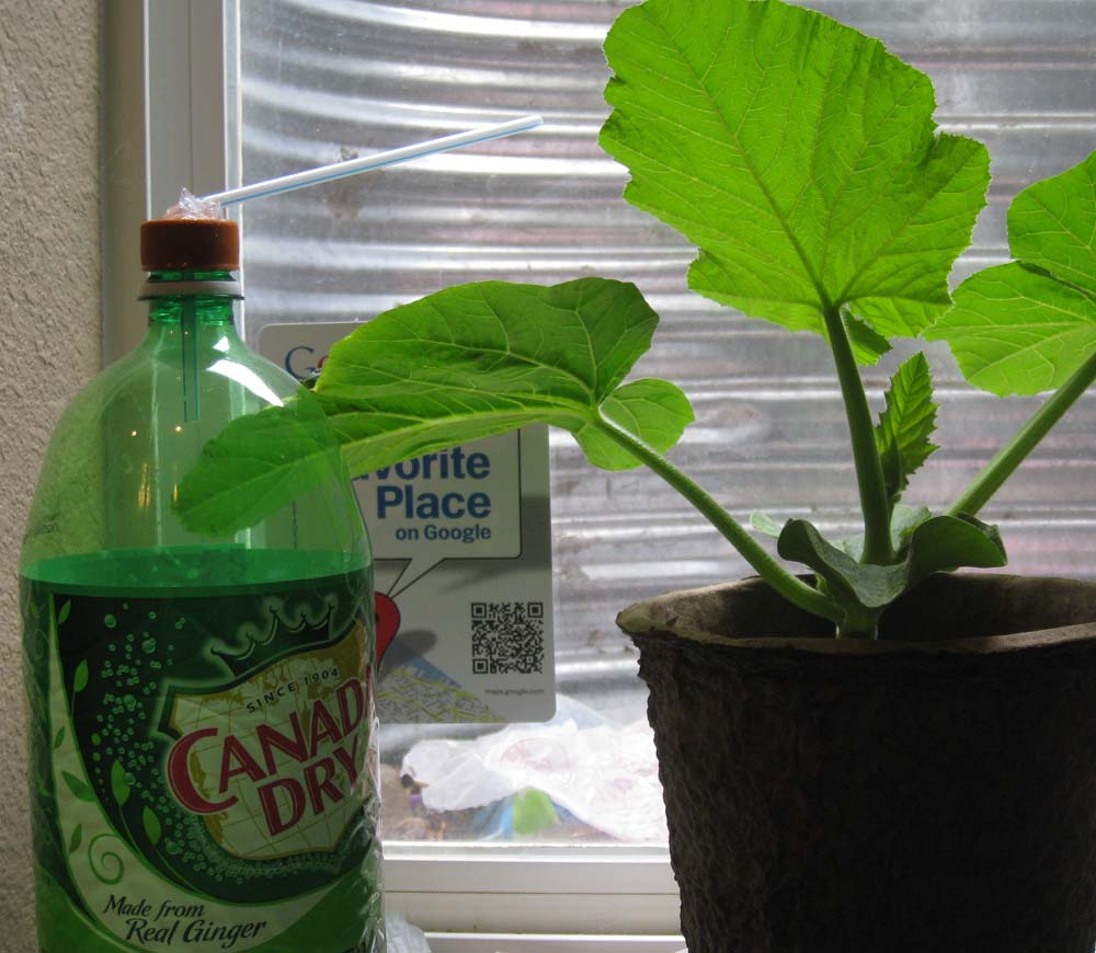 Giant Pumpkin Growing Tips From The Pumpkin Man: Secret Formula for ...