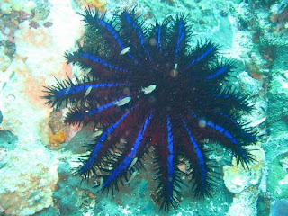 Des-filles-ni-sion: Acanthaster