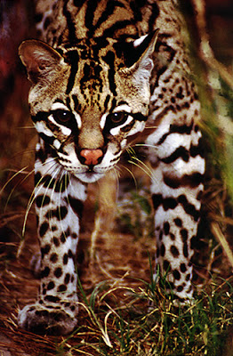 felinos: ocelote