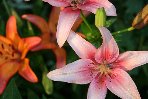 oh fer cute: lilies in my valley