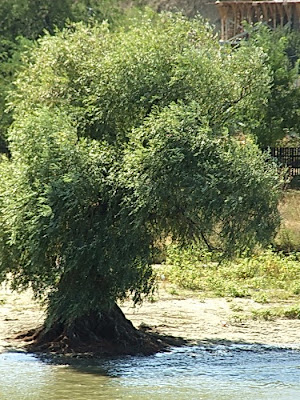 Ferestre spre natură: Cu vaporul prin deltă, spre ţărmul mării
