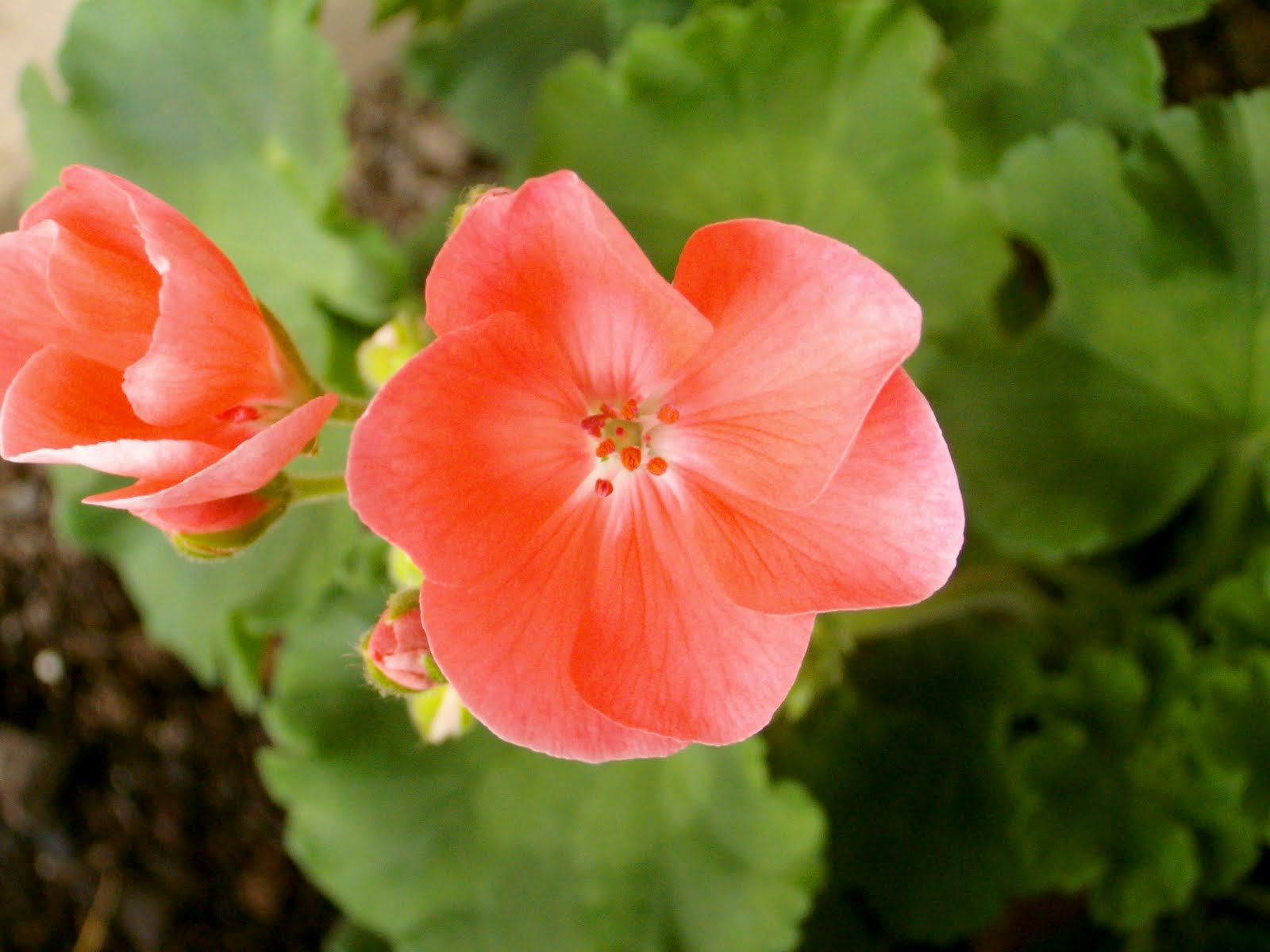 Free Photography: Coral Colored Flower