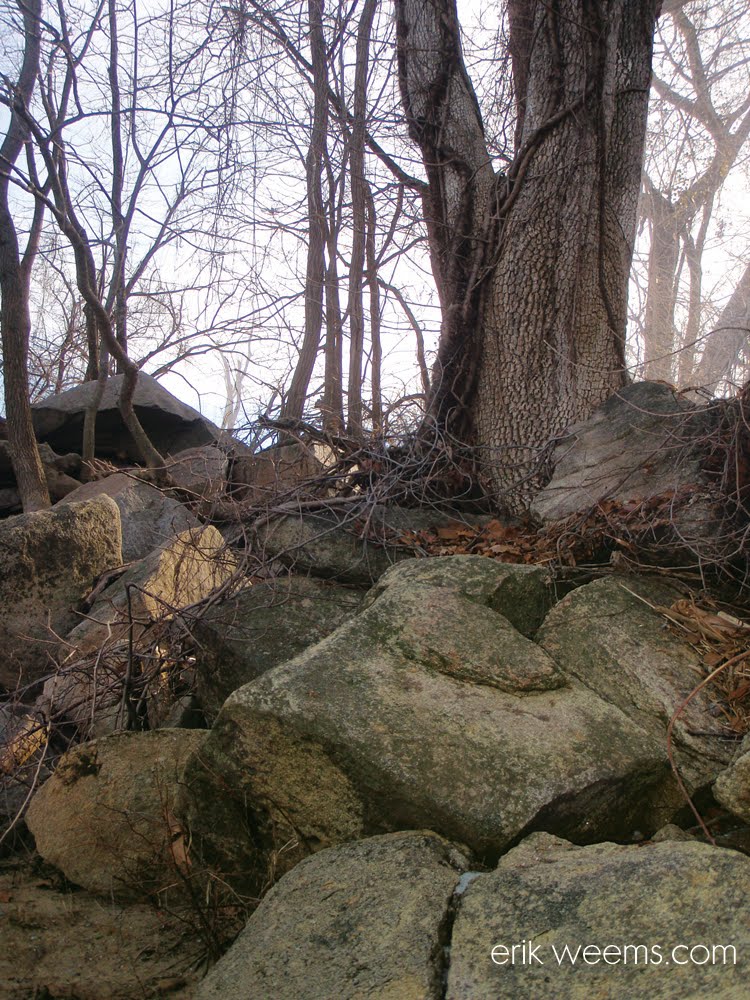 Trees and rocks along the James River, Richmond VA