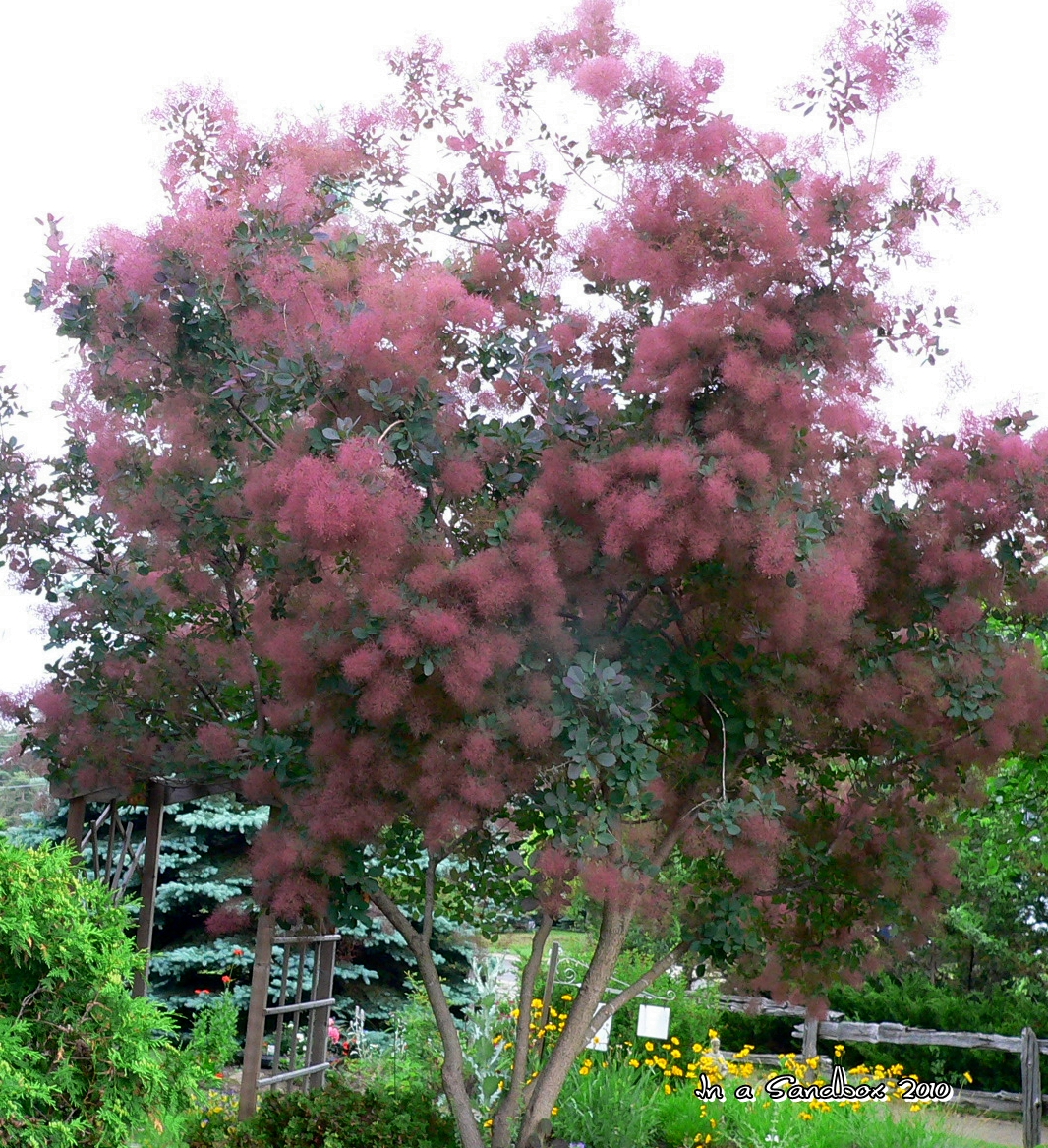 Cotinus Coggygria-Smoke Bush