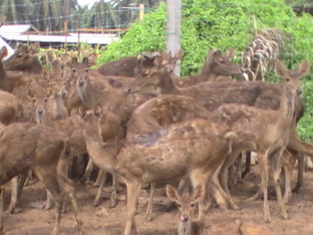 ROYALE AGRO INTEGRATED FARM: Rusa Dewasa utk dijual termasuk sepasang ...