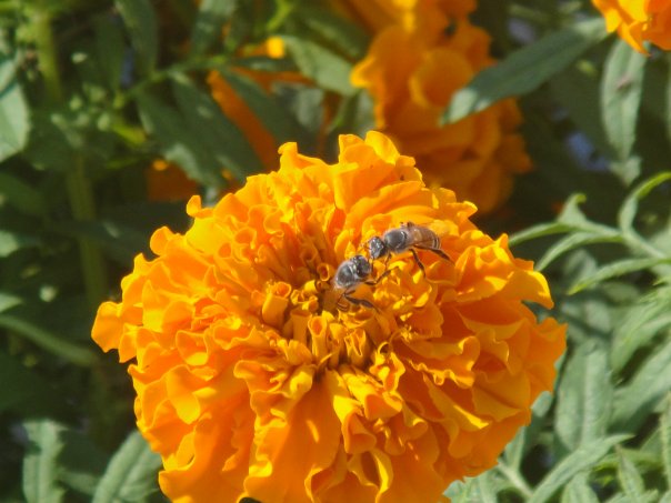 Passionate Photographers: A beautiful - Chrysanthemum (Jamanthi) and a ...
