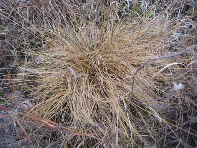 Tom's Blog: Prairie dropseed in winter