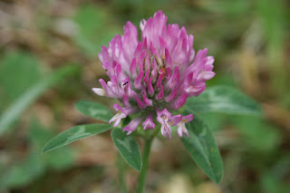 Farmor Gun i Norrtälje: Trevlig midsommar!