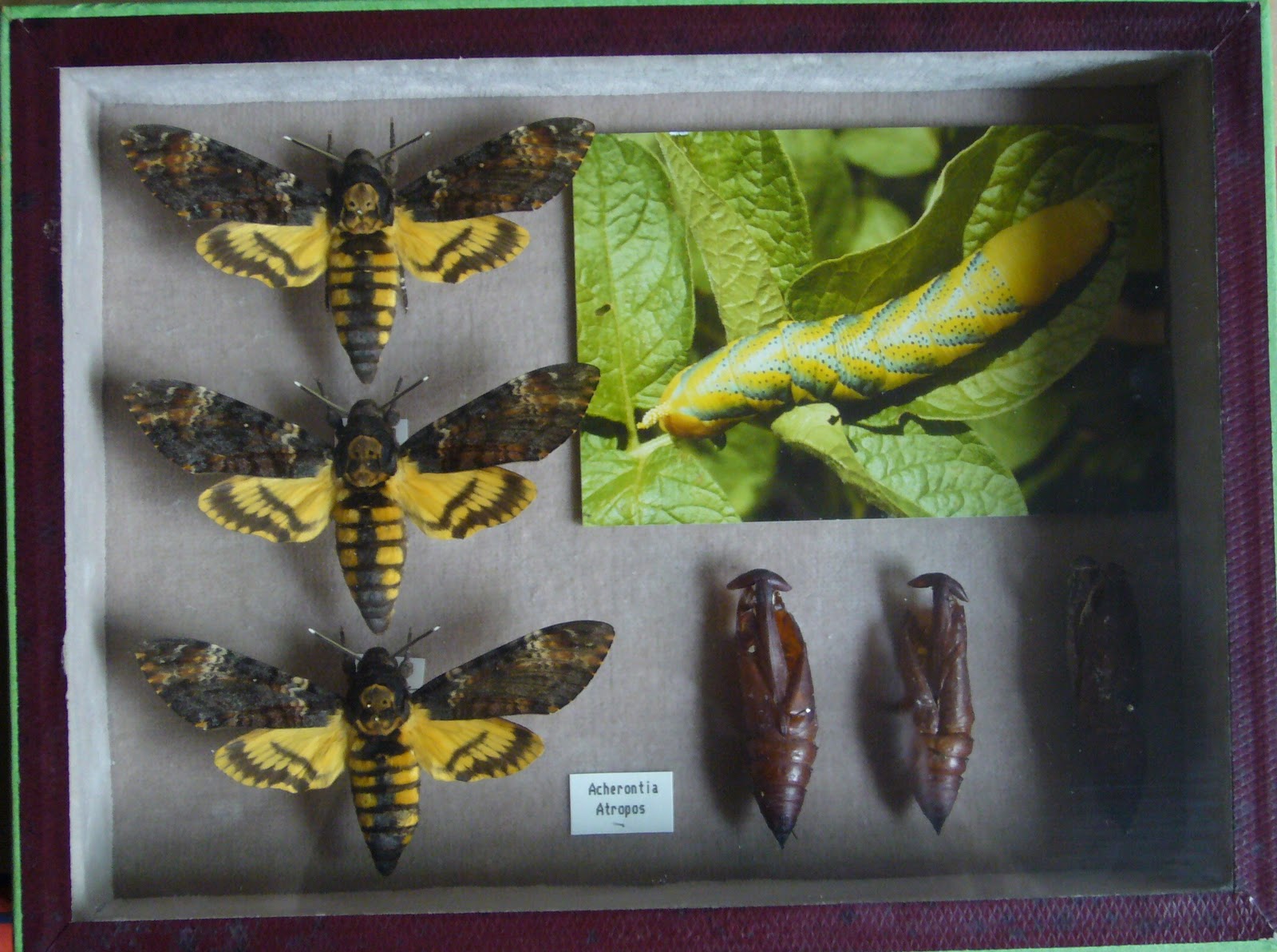 Mes amis papillons: Atropos