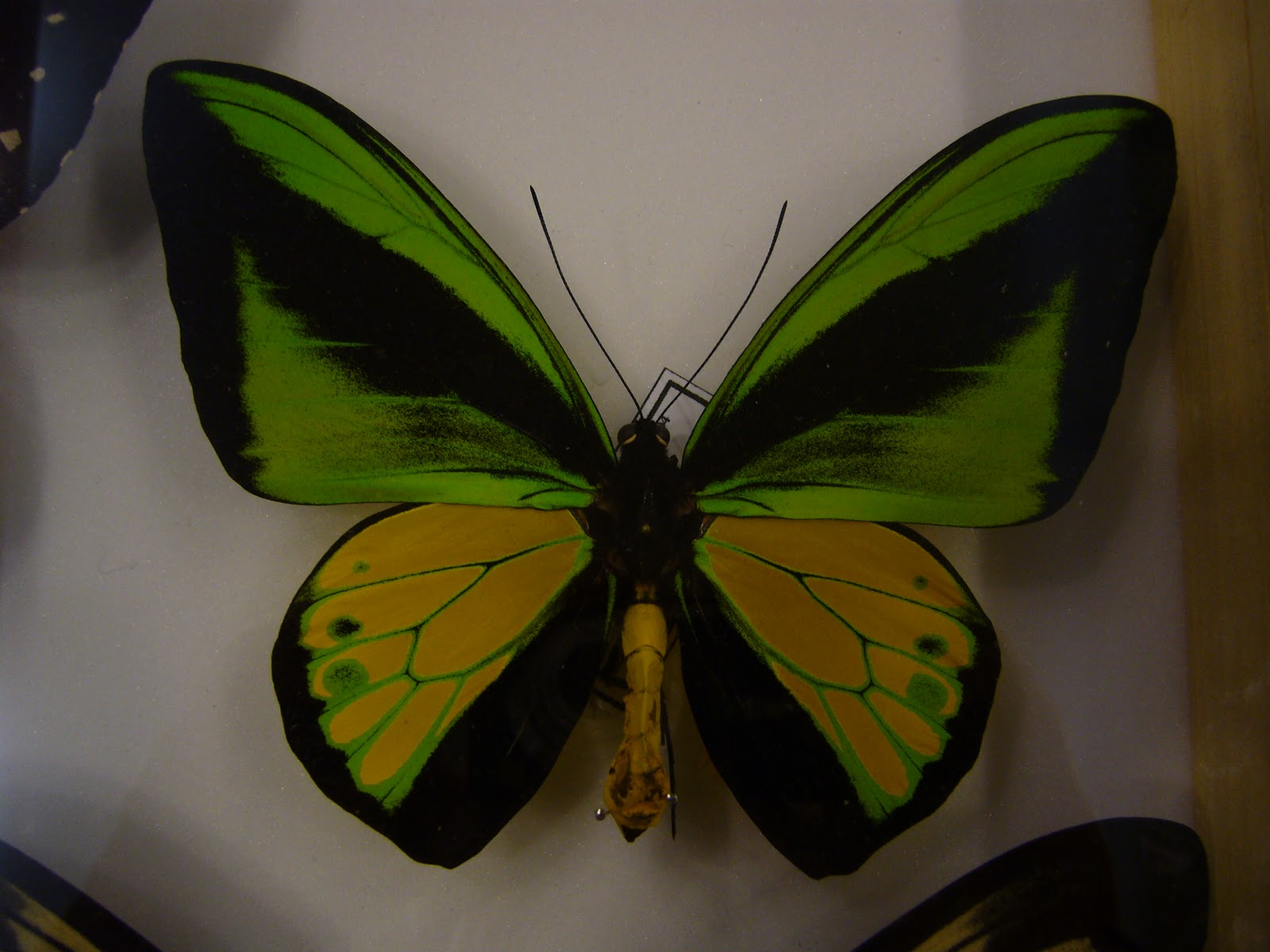 Mes amis papillons: Papillyon