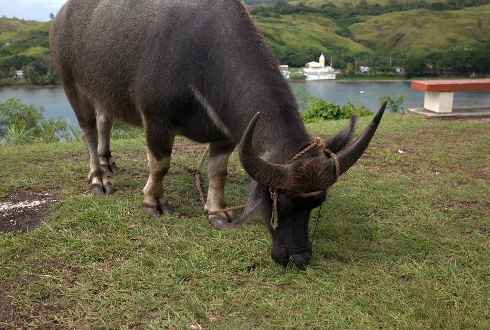 Nagoya, Nagoya desu: Guam, Just Above Sea Level
