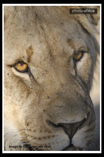 Photo-Africa: African Wildlife, Nature & Environmental Photography ...