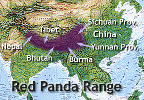 About animals: Red Panda