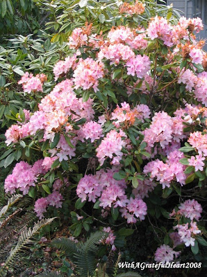 With A Grateful Heart: Beauty In The Woods