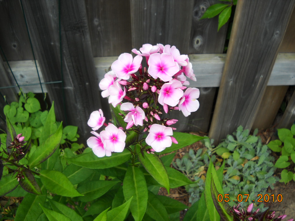 Dor de Vara : Phlox Paniculata, Brumarele