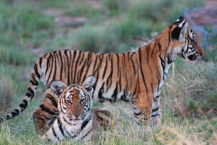 TigerLi Blog: New Year at Laohu Valley