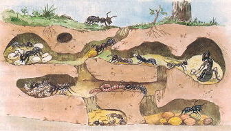 Bbiorsidad: Formiguer