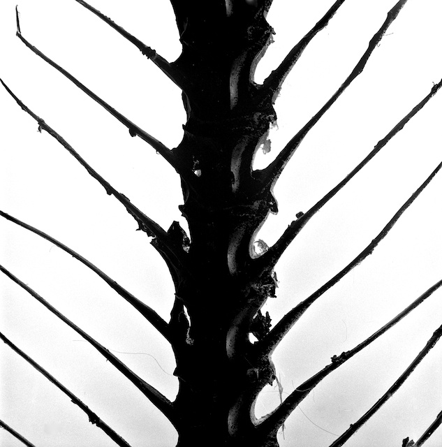 Dave Wilkinson Art: Of Sondry Folk