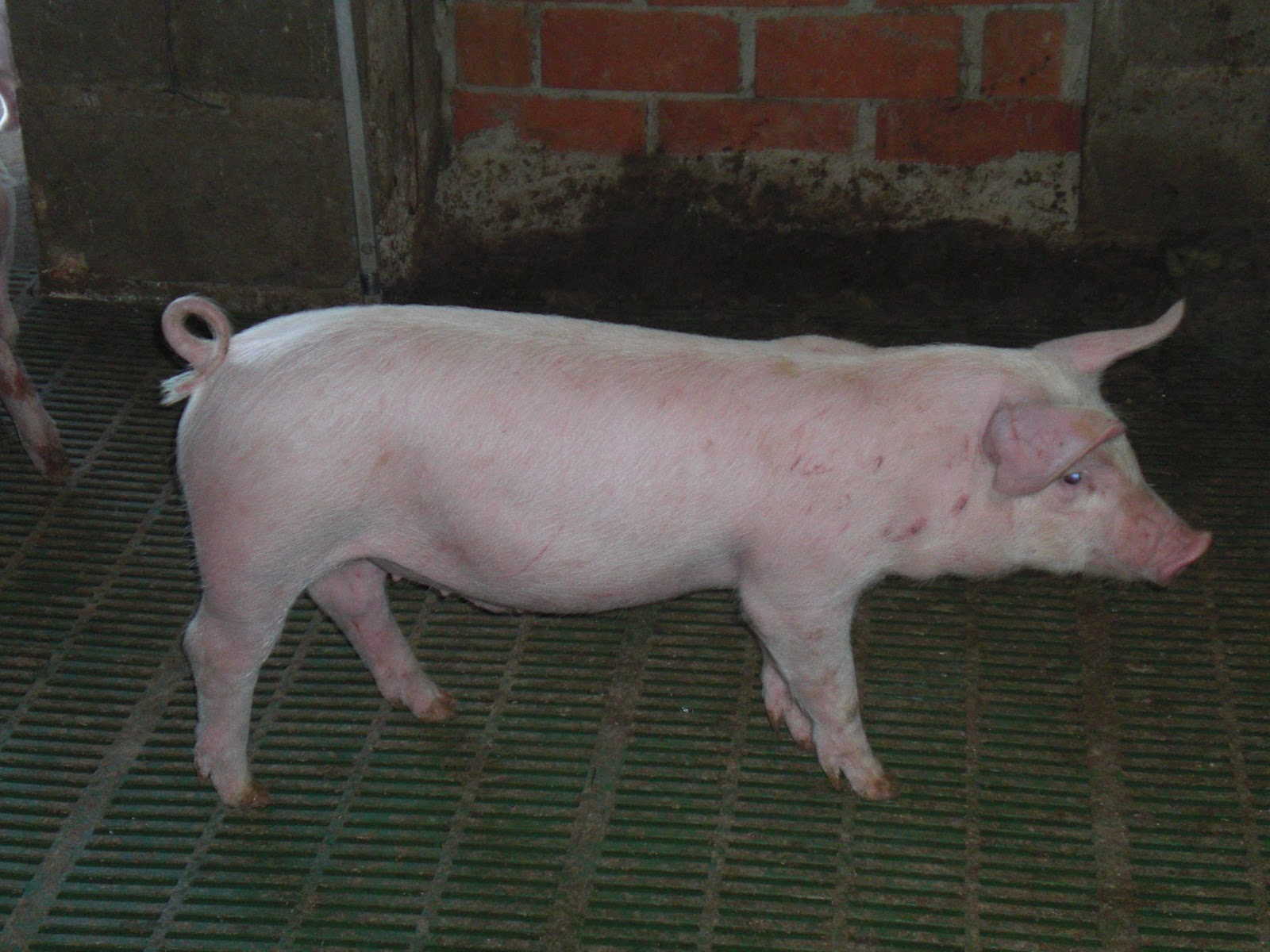 lomalandia: SE VENDEN LECHONES.