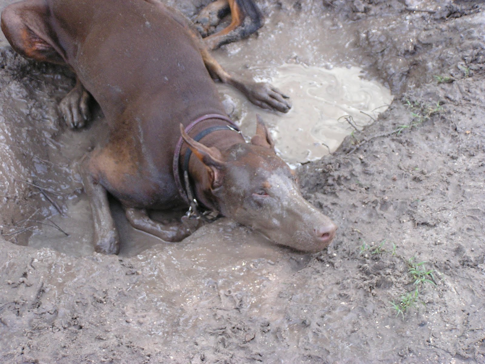 Dirty Dogs Have More Fun: Dirty Dogs Get REALLY Dirty!