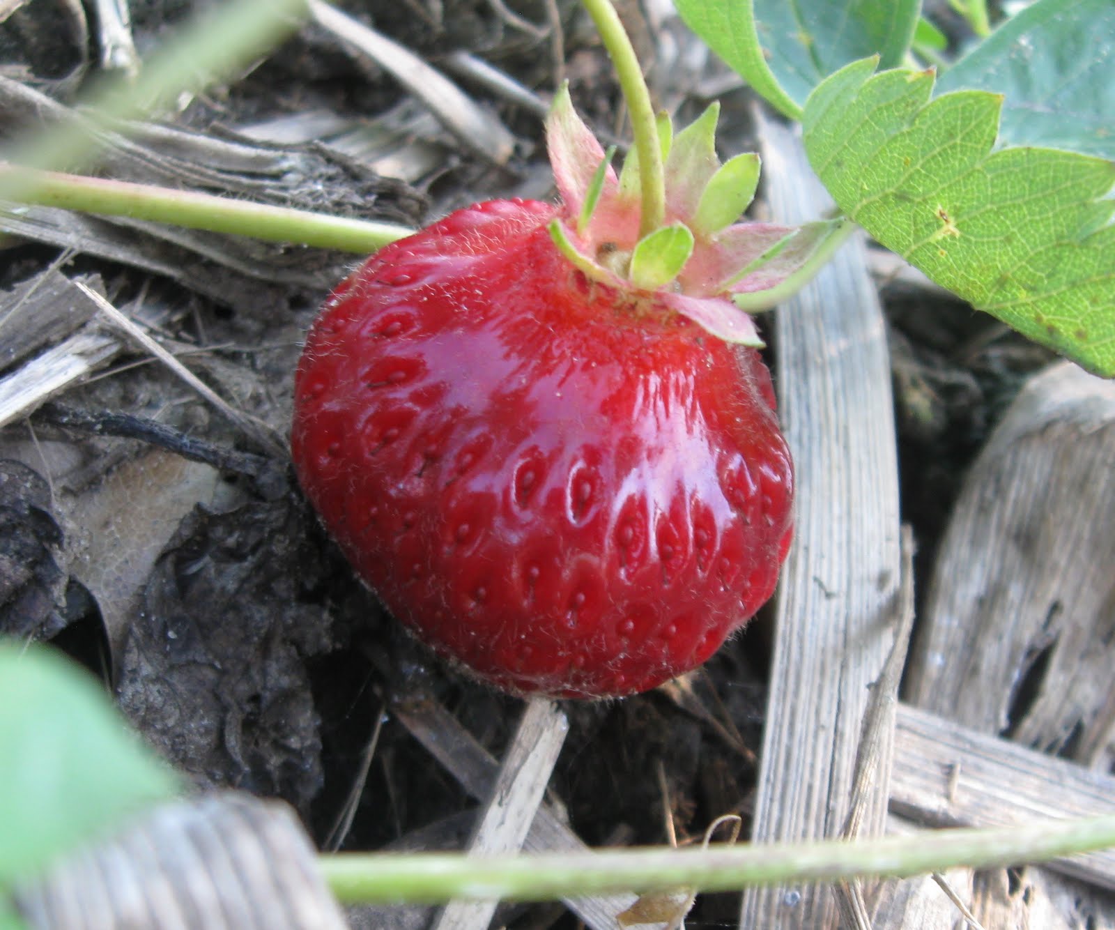 Lose 20 Pounds In 10 Weeks: Happy Thursday...I'm Strawberry Picking At ...