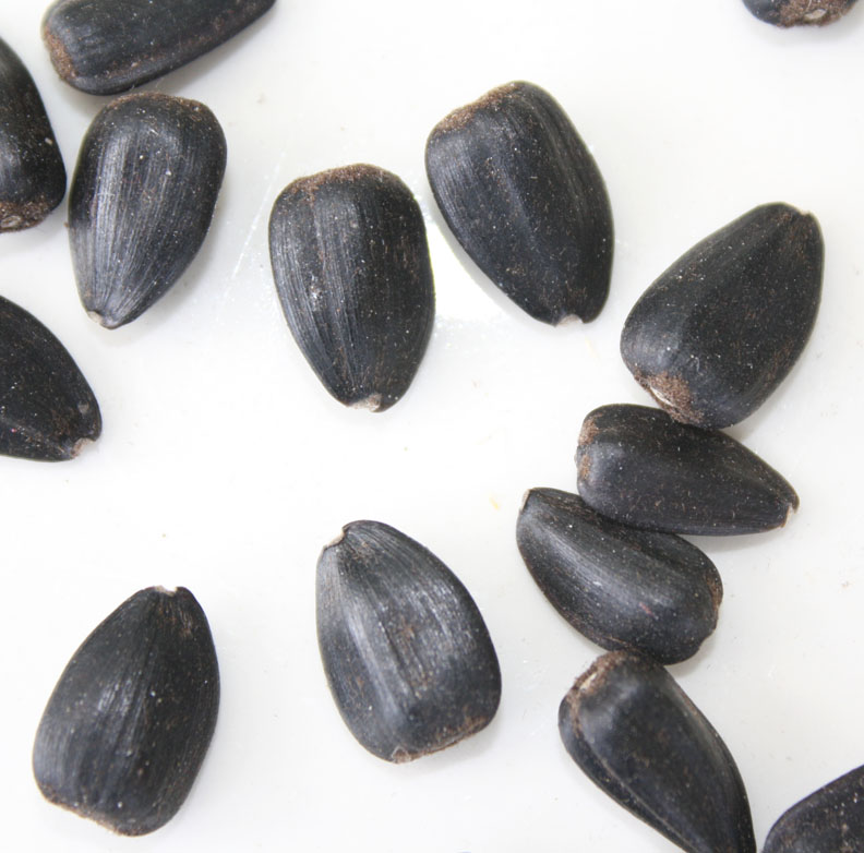 oklahoma tinctoria: Seed to Skein 2010 Dye Garden Project, Oklahoma