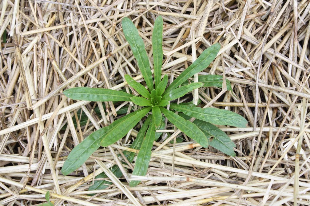 oklahoma tinctoria: 2010