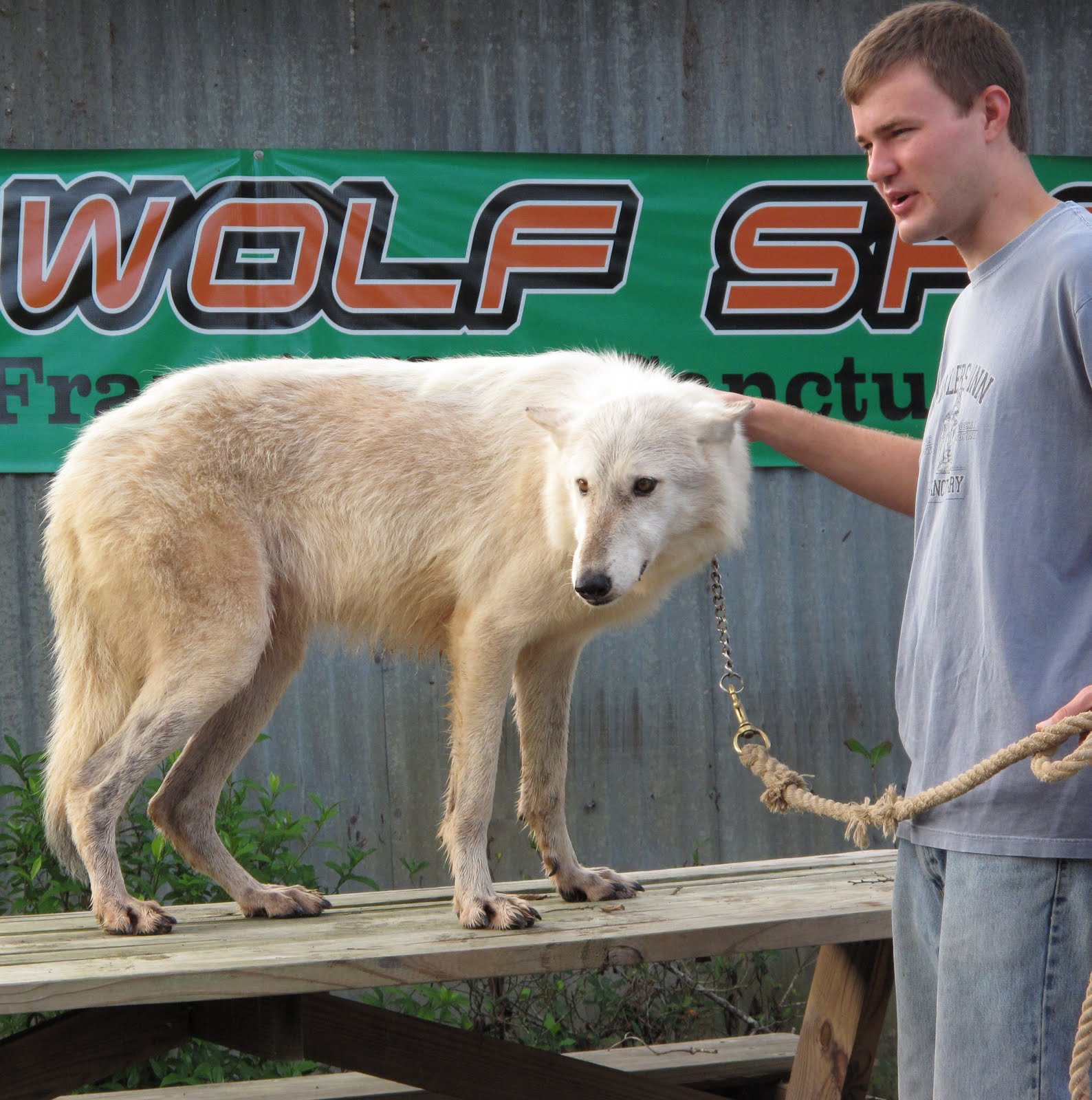 An Abundance of Wolves!