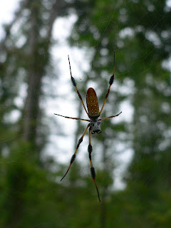Journals of an Amateur Naturalist: Six-legged Spider