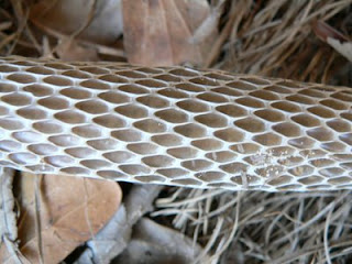 Journals of an Amateur Naturalist: Snake Skin