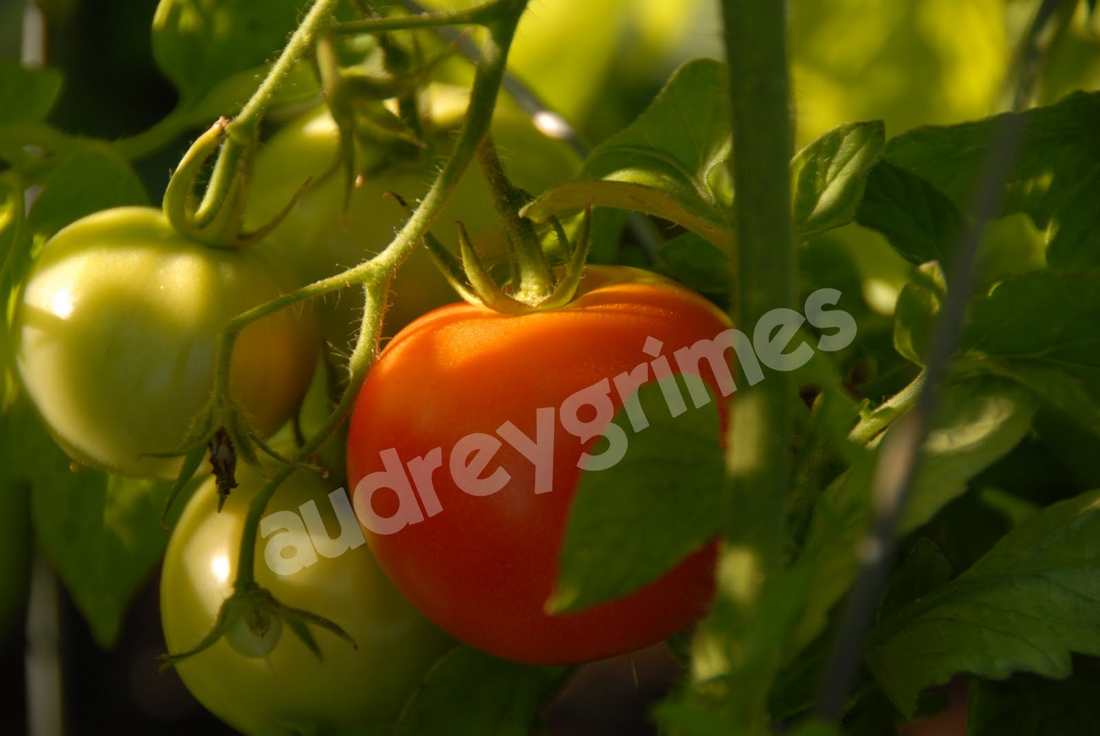 Audrey Grimes: Tomato - Principle of Emphasis