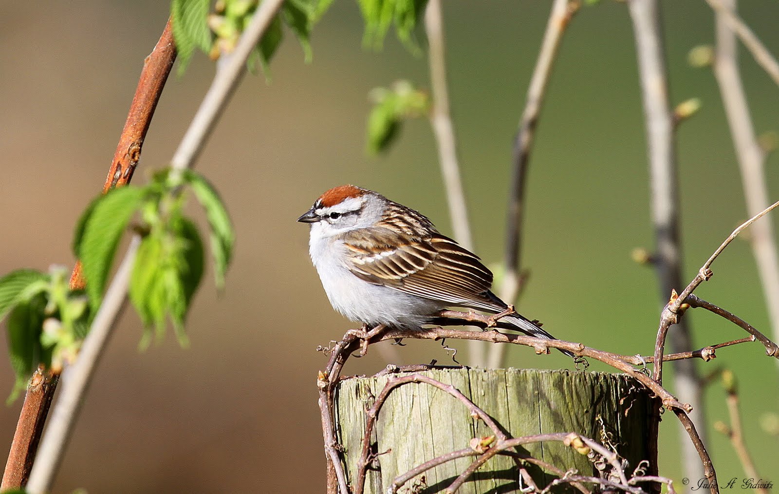 Nature's Splendor: Beautiful Spring Bird Sightings