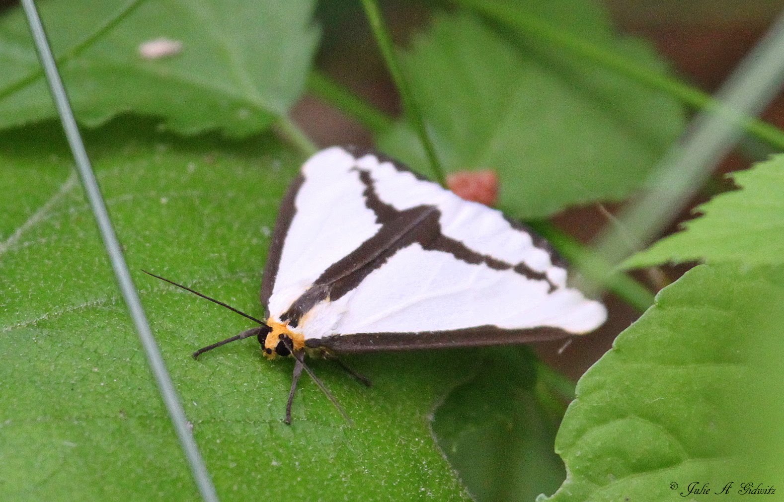 Nature's Splendor: A Closer Look: Part 2