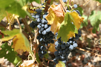 Abounding Harvest Mountain Farm Weblog: Black Manuka Table Grapes