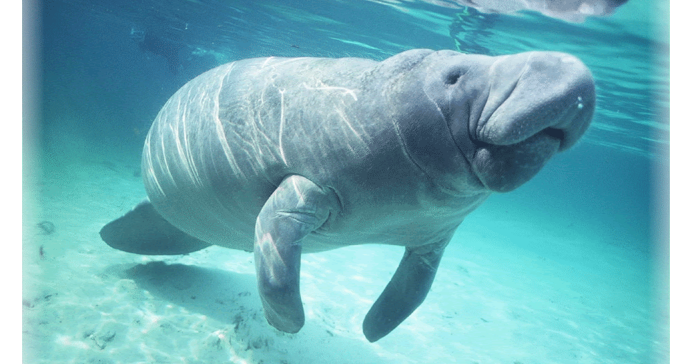 Animals blog: Los manatíes
