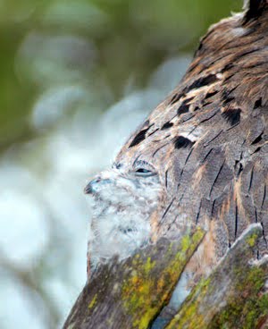 NATUREZA E PAZ: URUTAU, Mãe da Lua