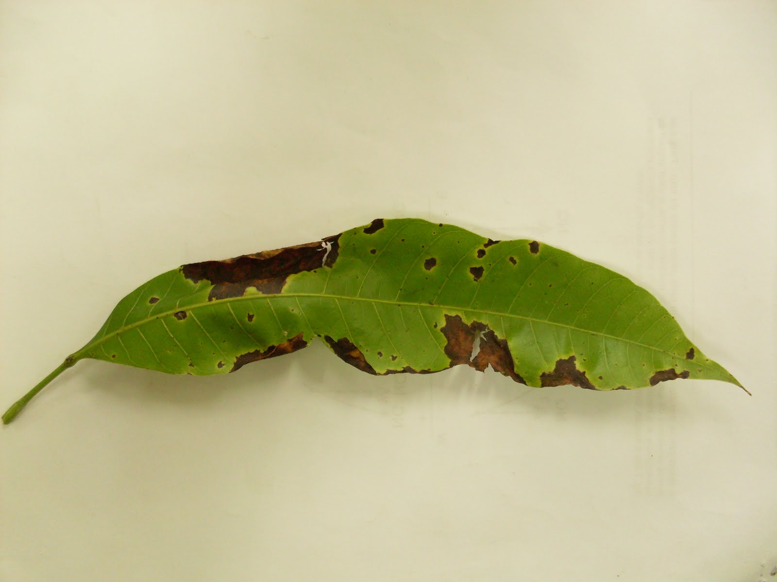 Agronomia, ciência que alimenta o mundo !: ANTRACNOSE – Glomerella ...