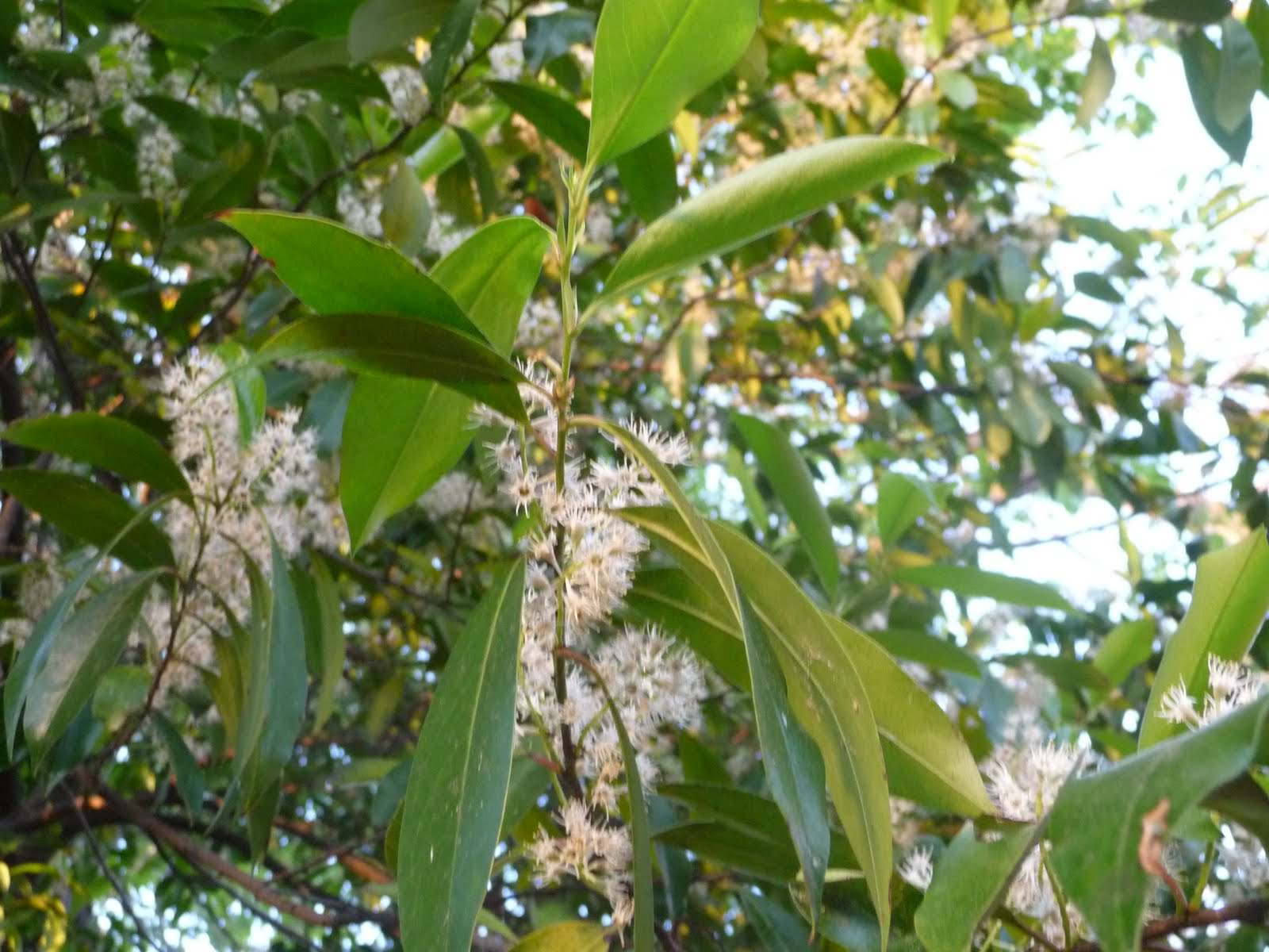 In my yard: Mystery tree with white flower clusters