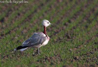 All The Fun Facts....: Bird Survives Vicious Hawk Attack