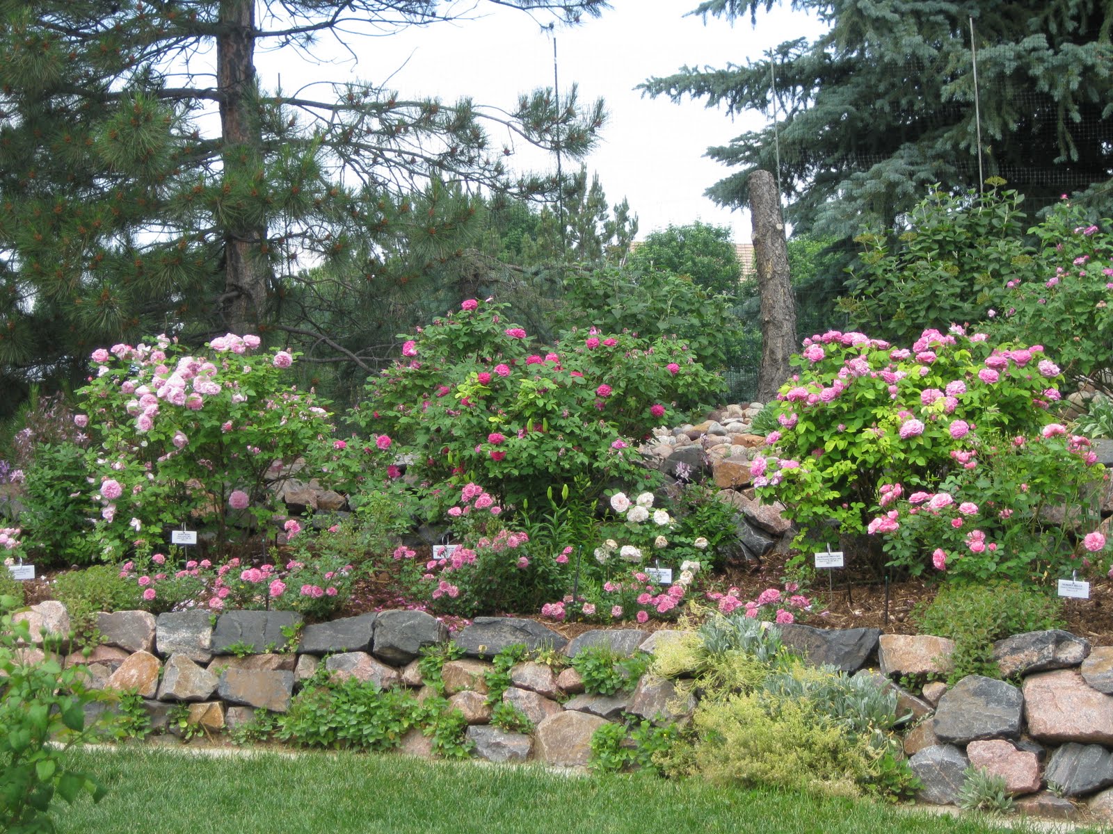 Kent and Rolayne: Rose Garden